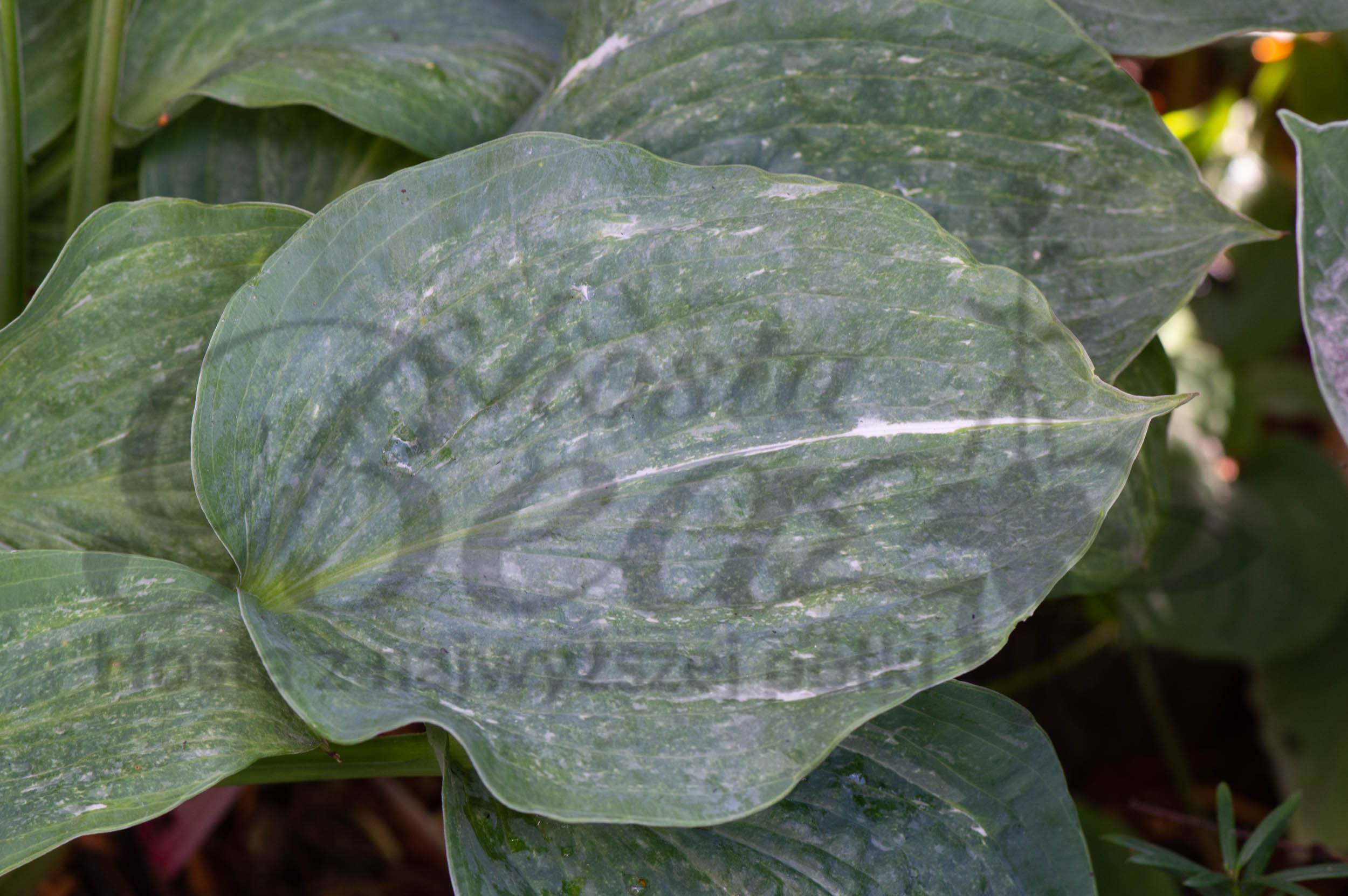 Hosta ‘Spilt Milk’ – Sklep Hosta Bea