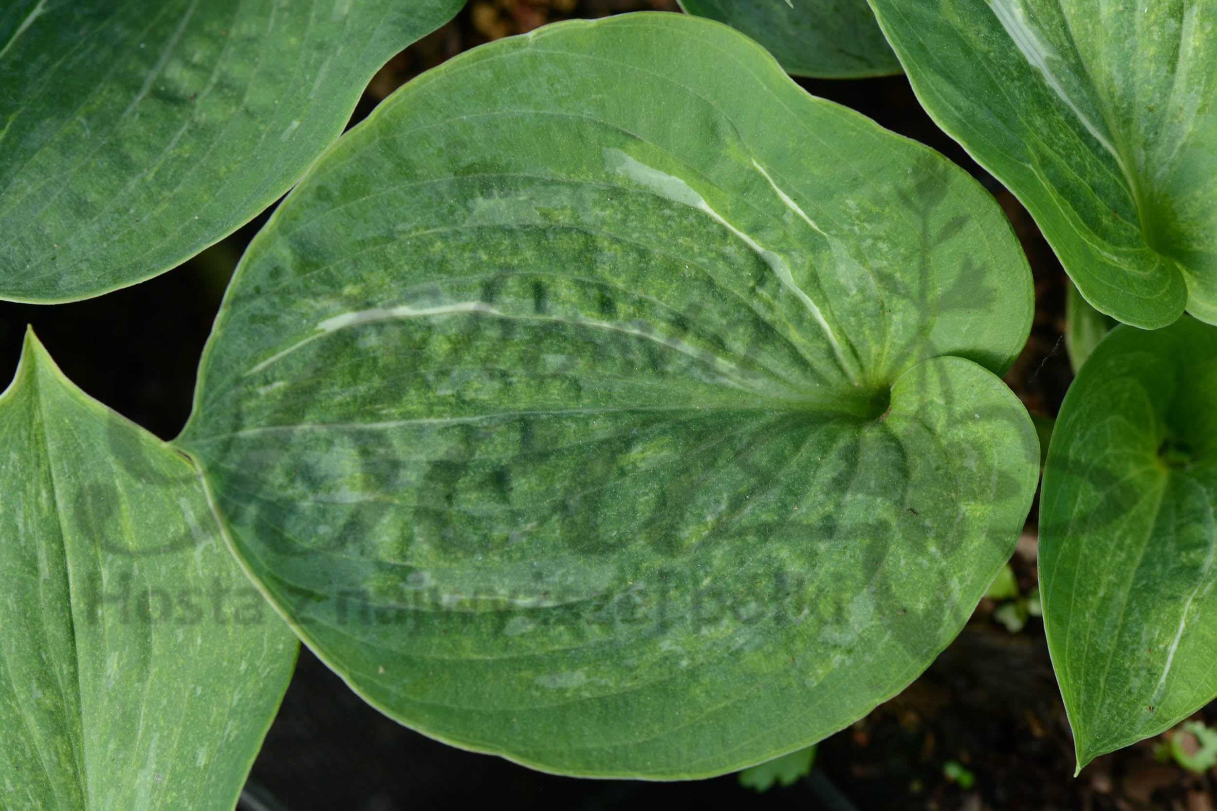 Hosta ‘Spilt Milk’ – Sklep Hosta Bea