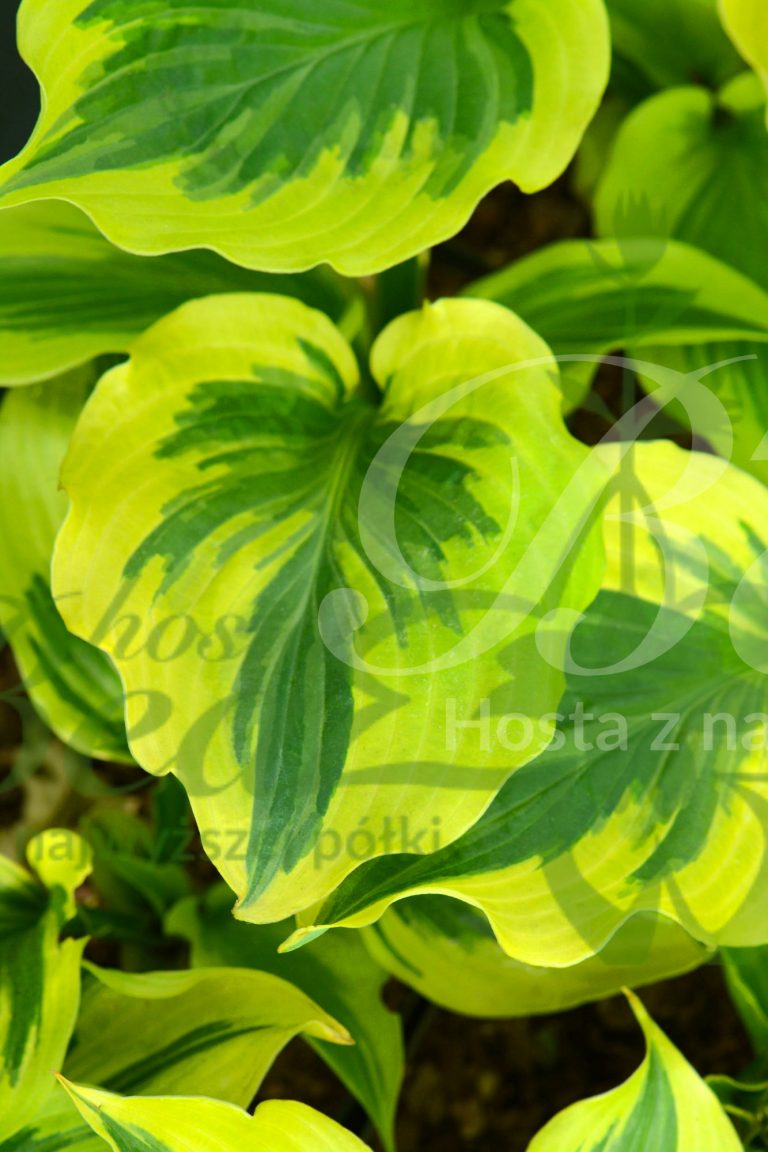 Hosta ‘Paisley Border’ – Sklep Hosta Bea